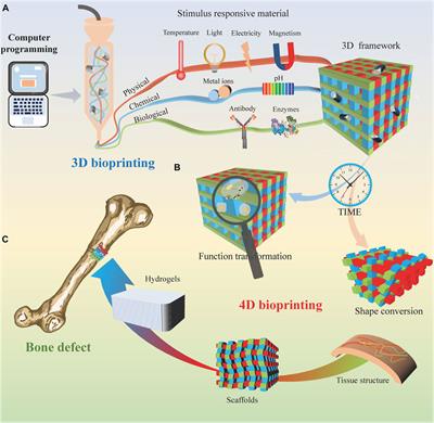 Frontiers | Bioprinting for bone tissue engineering